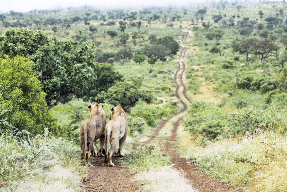 Manyoni Private Game Reserve | Bayete Zulu Lodge